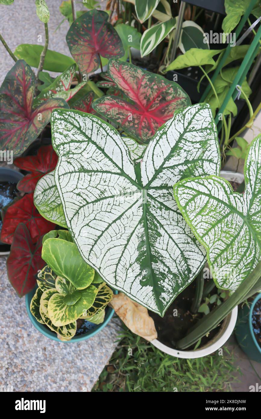 Caladium white wing hi-res stock photography and images - Alamy