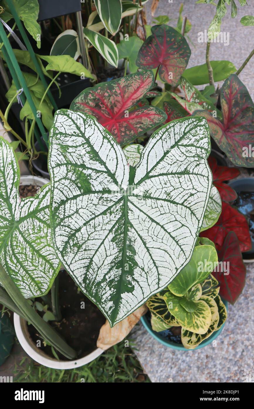 angel wing caladium or candidum ,Caladium bicolor or Araceae or bicolor ...