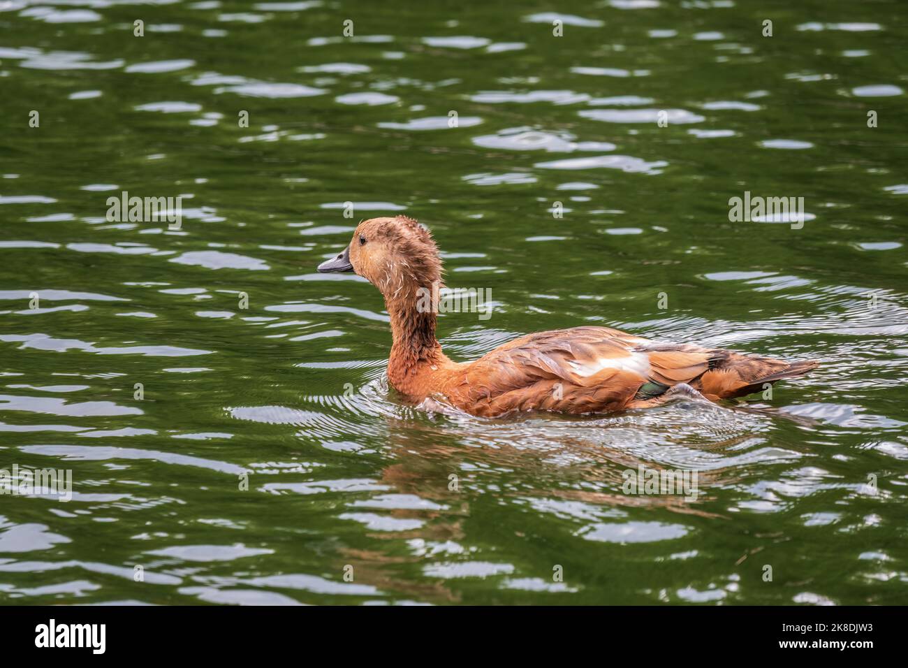 Ruddy Shelduck, or red duck, lat. Tadorna ferruginea, swimming on a ...