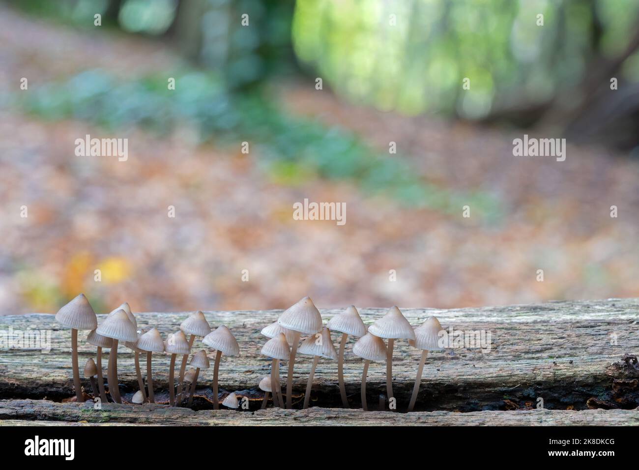Tiny fungi on Southampton Common, Hampshire, UK Stock Photo - Alamy
