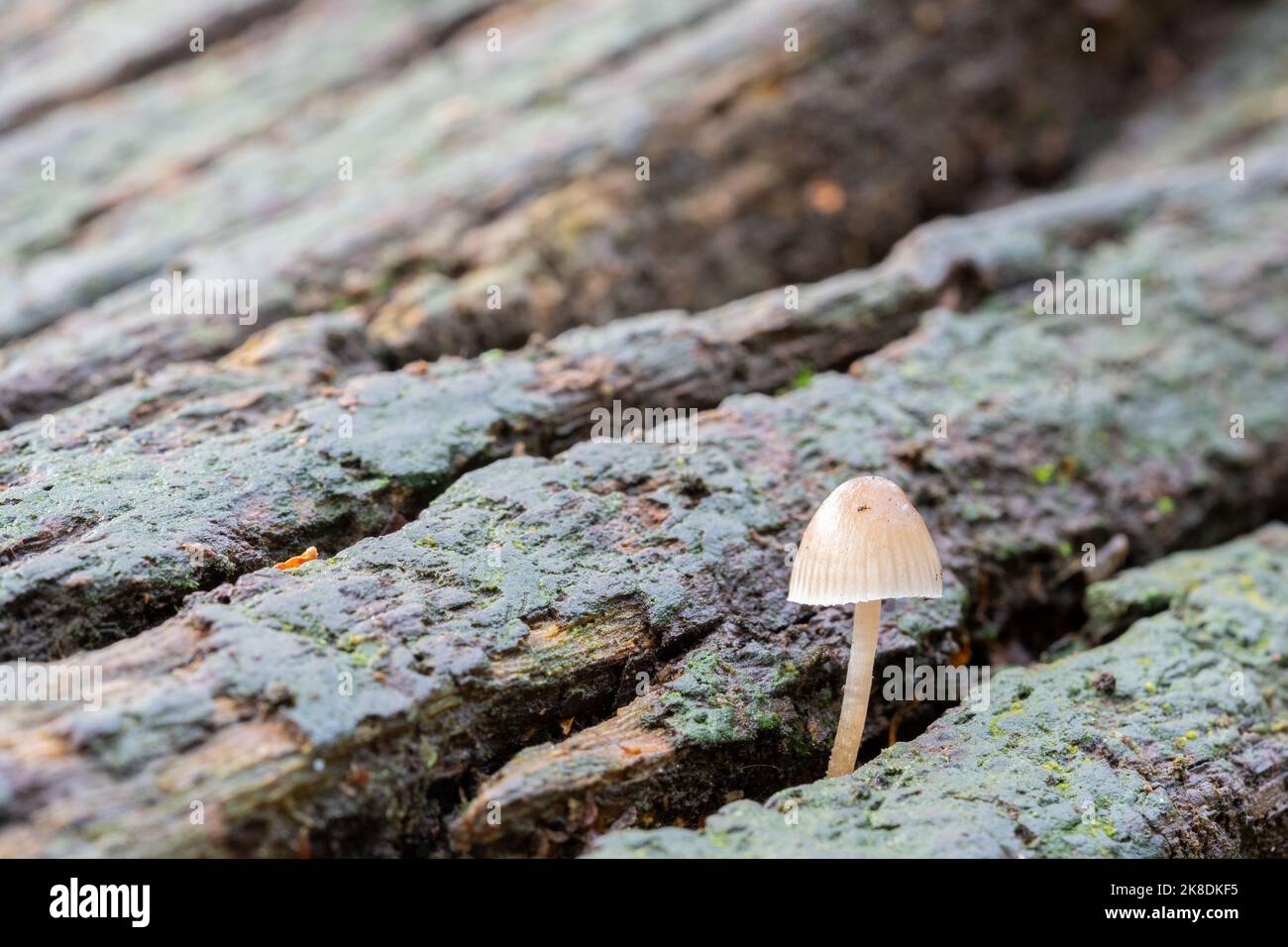 Tiny fungi on Southampton Common, Hampshire, UK Stock Photo - Alamy