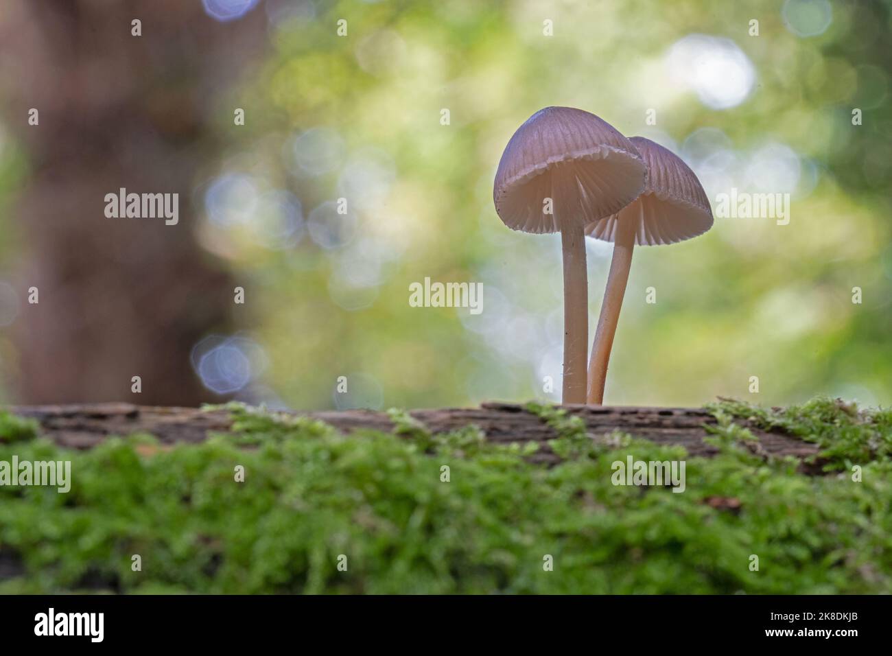 Tiny fungi on Southampton Common, Hampshire, UK Stock Photo - Alamy