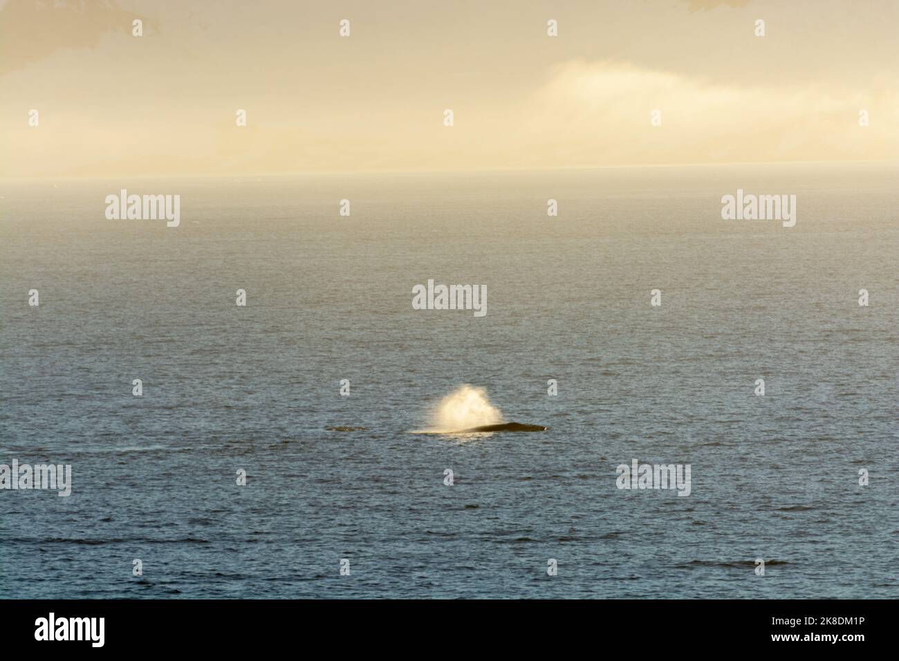 early morning sun highlights whale blow in bismarck strait off southern ...