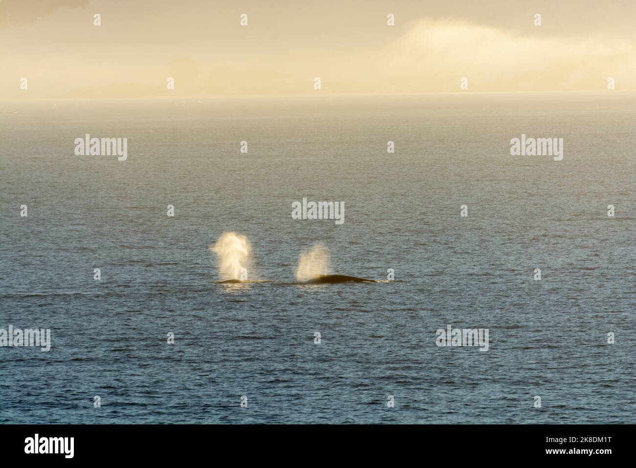 early morning sun highlights whale blows in bismarck strait off ...