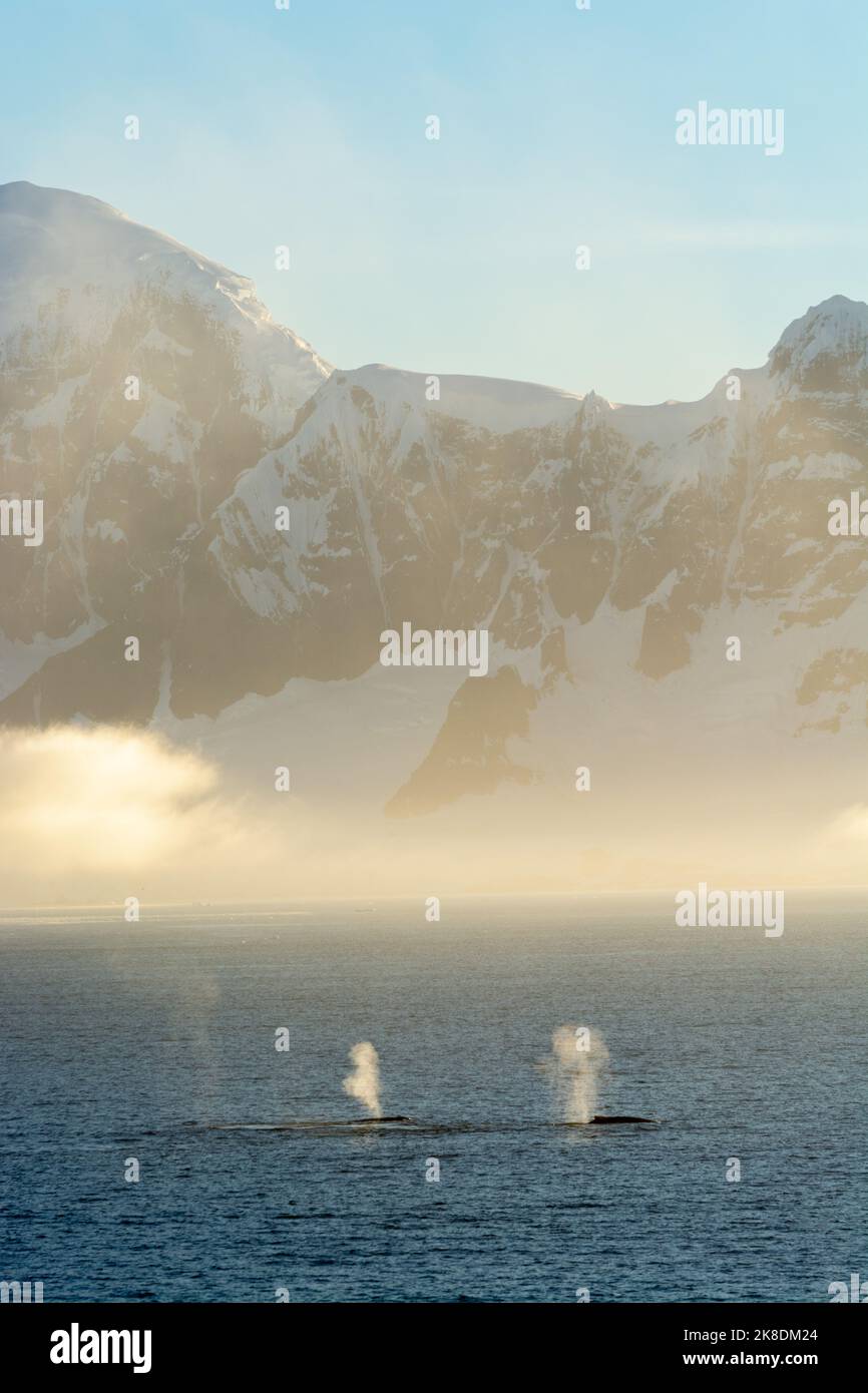 early morning sun highlights whale blows in bismarck strait off ...