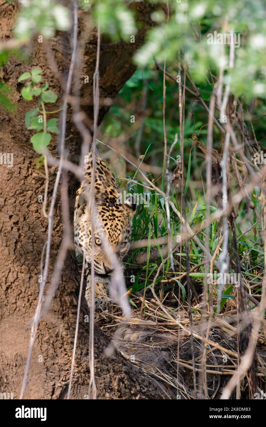 Jaguar animal behind hi-res stock photography and images - Alamy