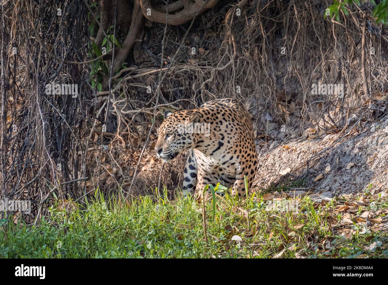jaguar walking along a riverbank in the Pantanal after emerging from ...