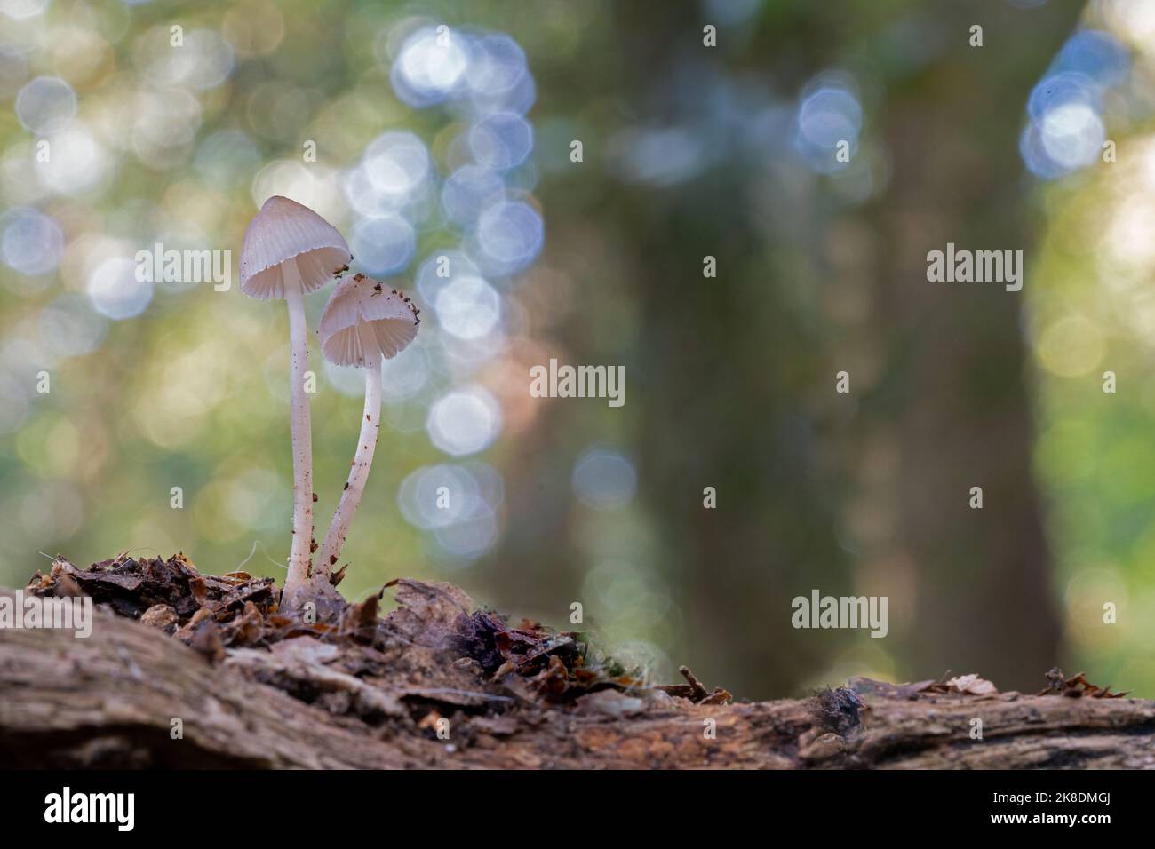 Tiny fungi on Southampton Common, Hampshire, UK Stock Photo - Alamy