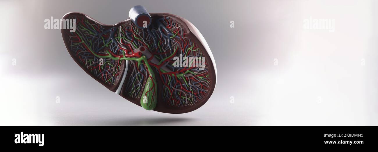 Artificial plastic model of liver in cut on hook placed on grey ...