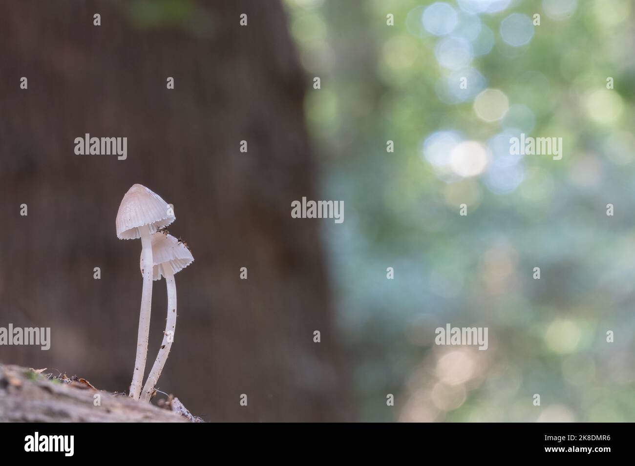 Tiny fungi on Southampton Common, Hampshire, UK Stock Photo - Alamy