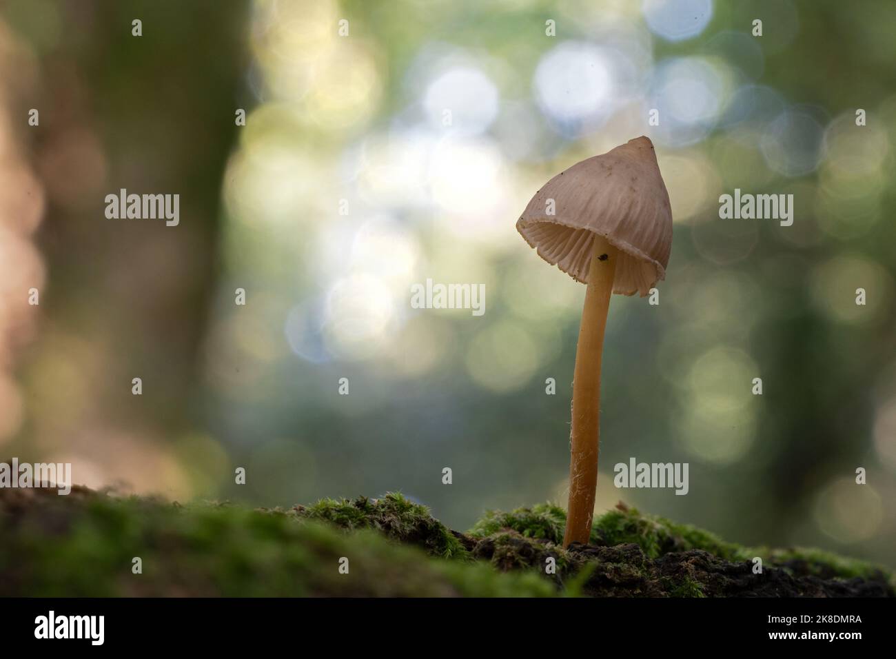 Tiny fungi on Southampton Common, Hampshire, UK Stock Photo - Alamy