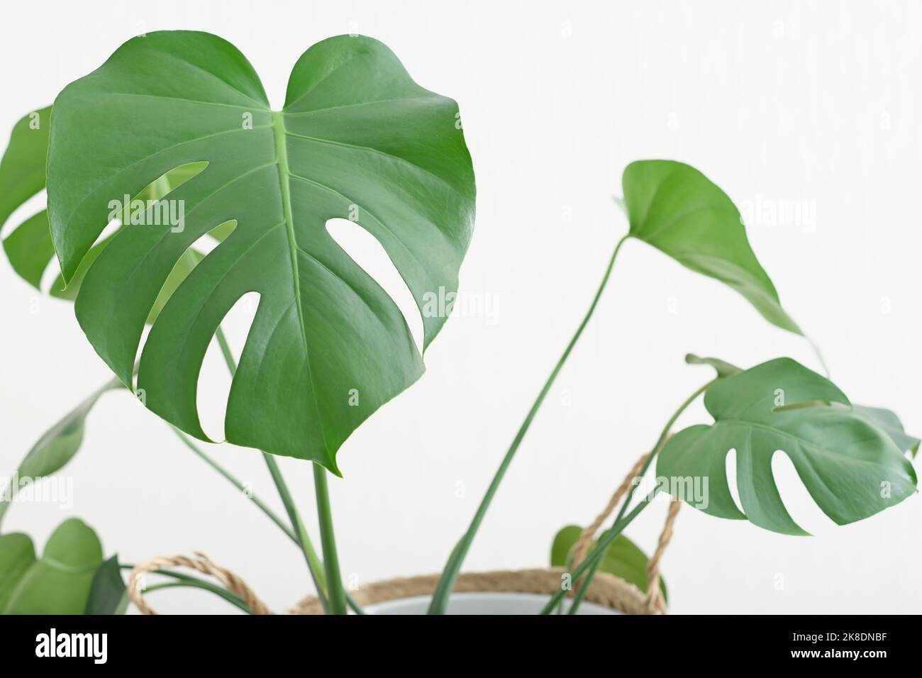 close up shot of monstera leaves. modern hipster home decor with trendy ...