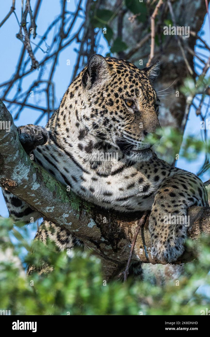 Jaguar resting in the fork of a tree surveying surroundings Stock Photo ...