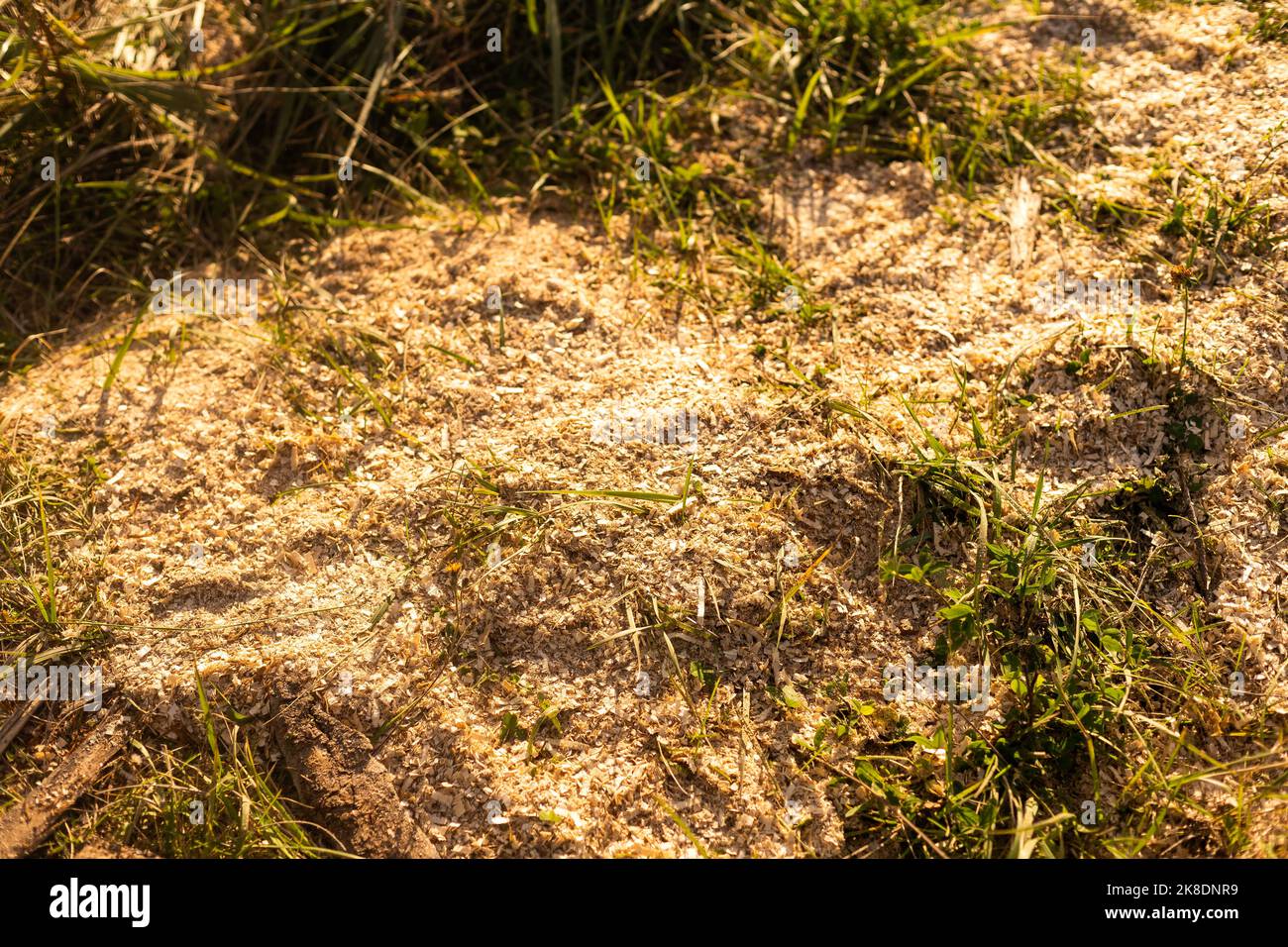 Sawdust or wood dust texture background. Wood sawdust background ...