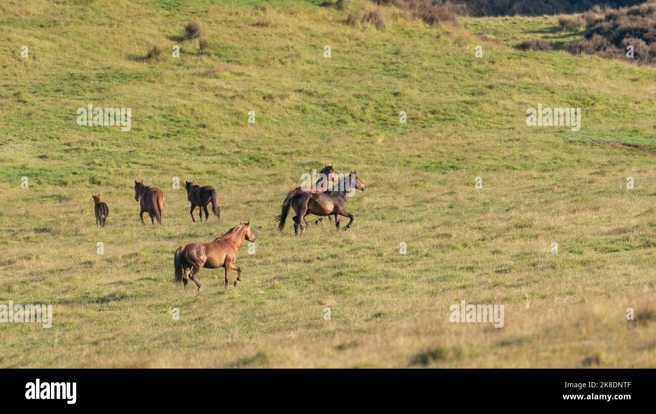 Wild Kaimanawa horses roaming freely on the green hills of the mountain ...