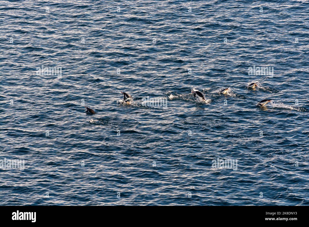 a 'raft' of gentoo penguins in waters near port lockroy station on ...