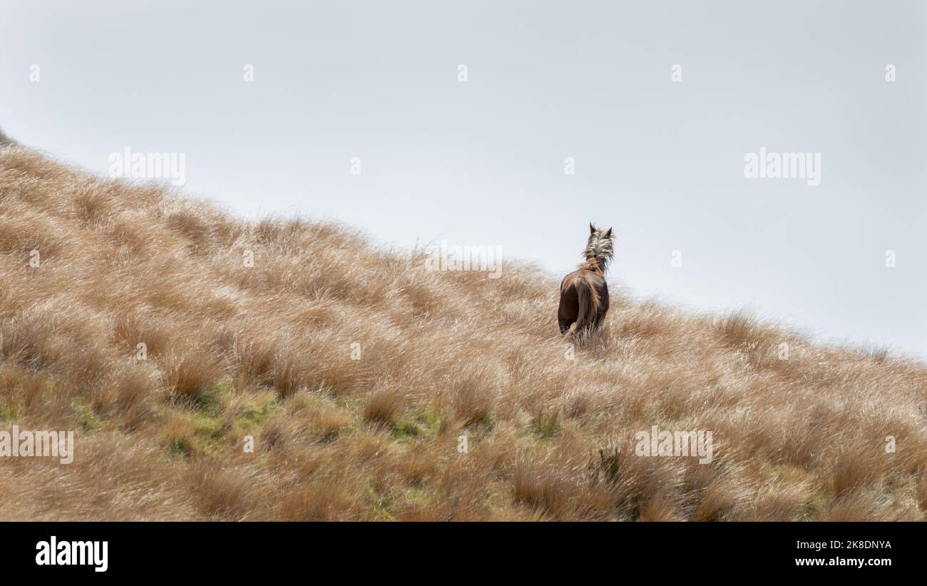 Kaimanawa wild horse standing on the tussock grassland. Central Plateau ...