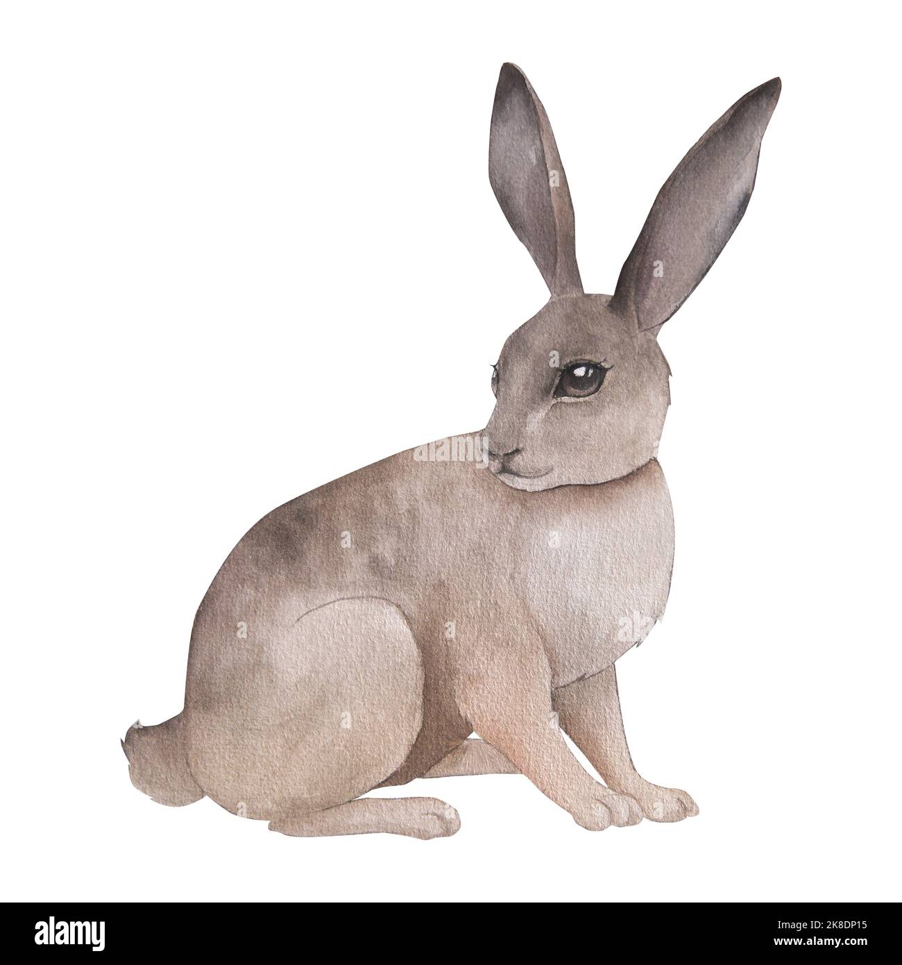 Watercolor illustration of a cartoon hare isolated Stock Photo - Alamy