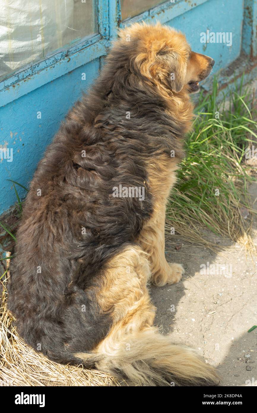 Stray dog on street. Pet in town. Animal with long hair Stock Photo - Alamy