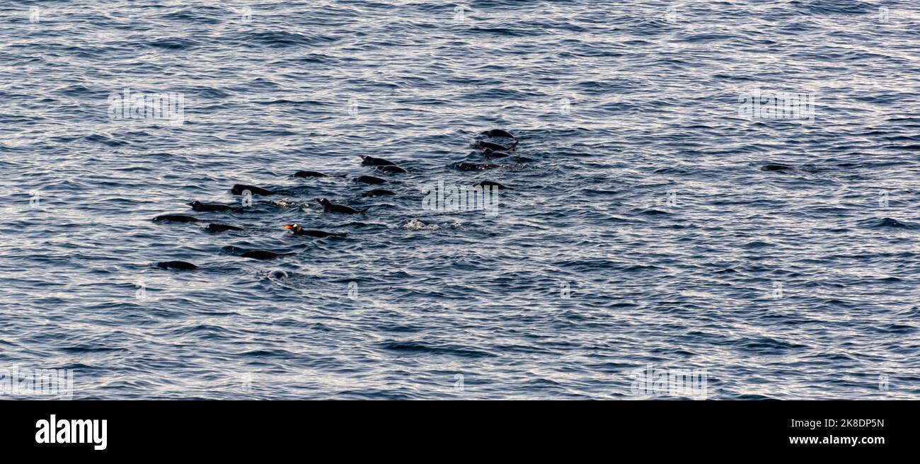 a 'raft' of gentoo penguins in waters near port lockroy station on ...