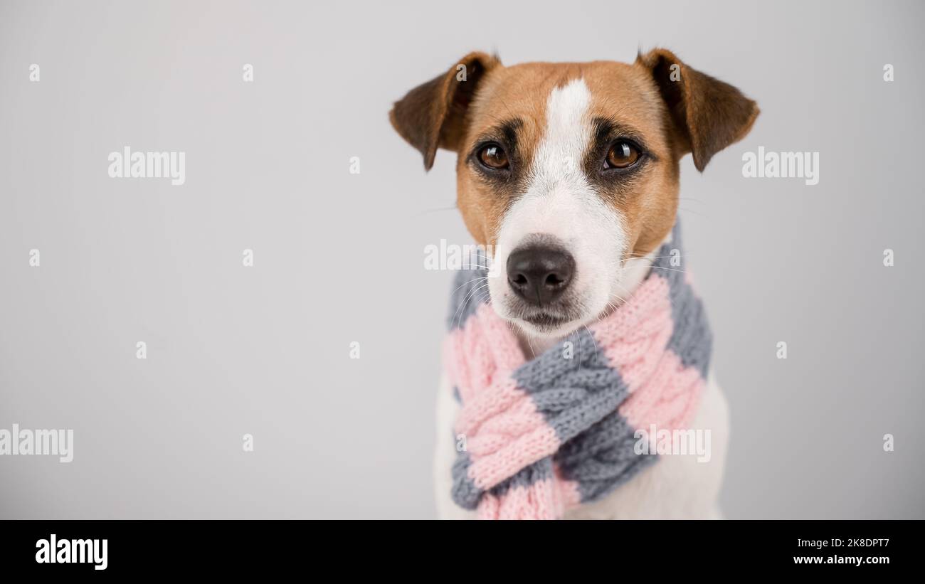 Dog Jack Russell Terrier wearing a knit scarf on a white background ...