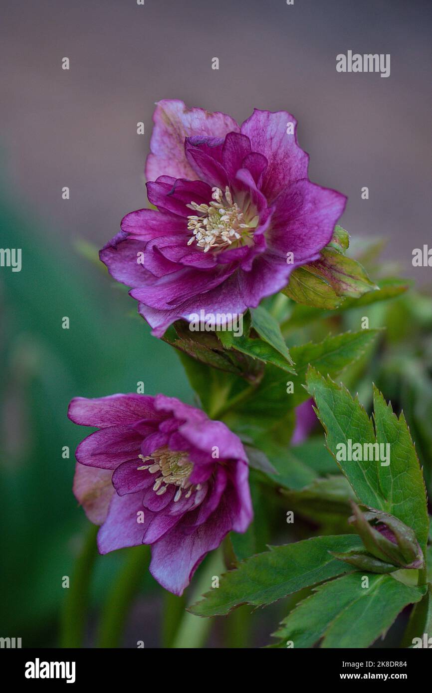 Christmas rose or hellebore spring flowers which position in semi shade ...