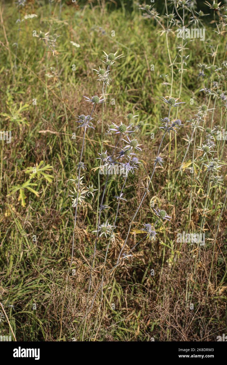 Rare plant from Apiaceaefamily - Eryngium palmatum in northern ...