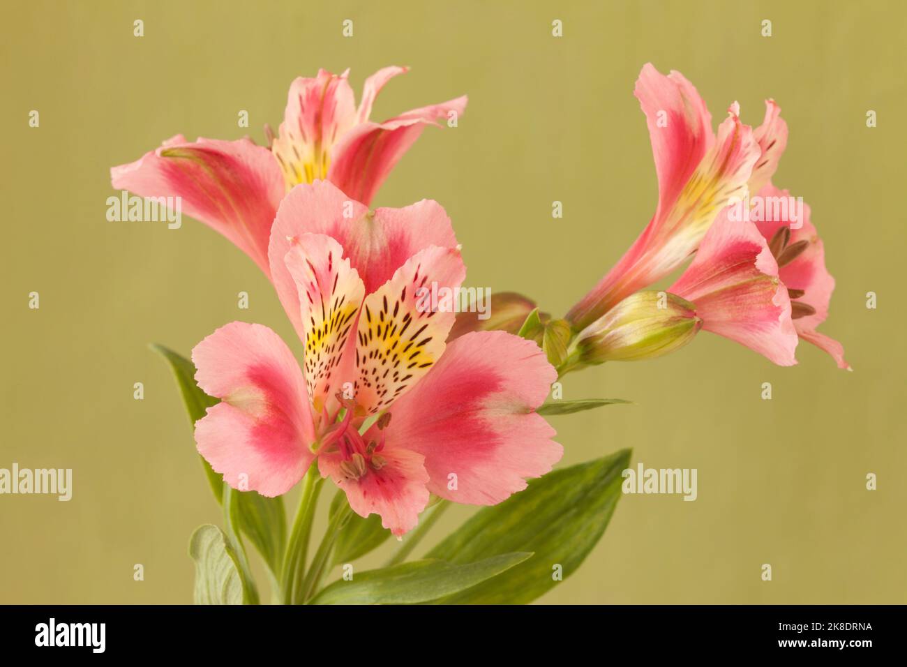 Peruvian Lily Tattoo