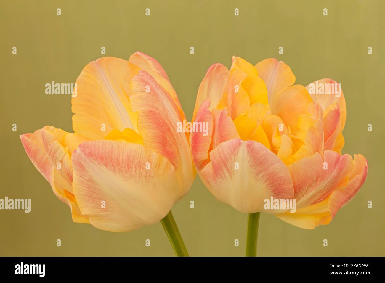 Tulipa "Creme Upstar", Double colour changing Tulip Stock Photo - Alamy
