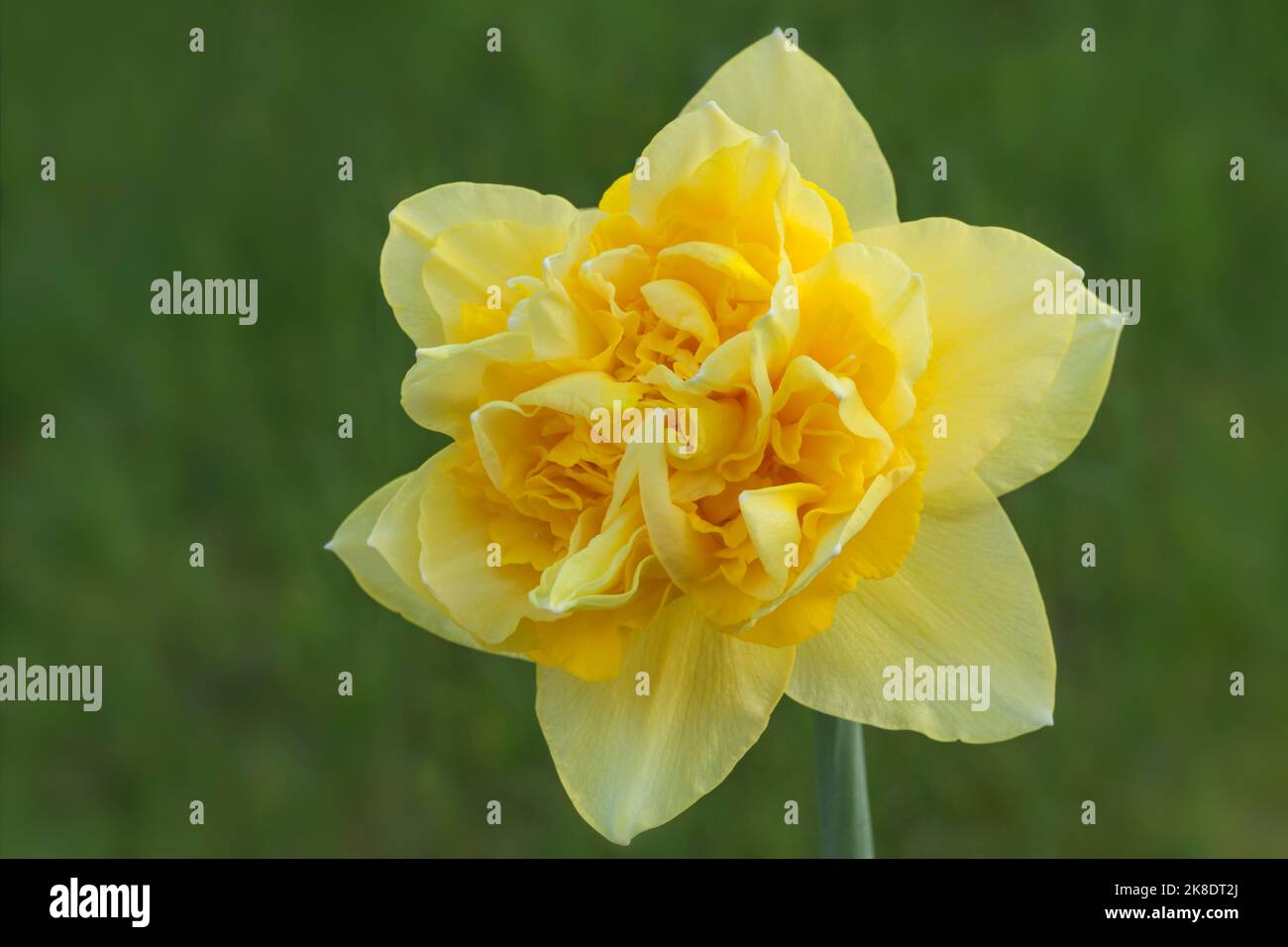 Daffodil double narcissi narcissus hi-res stock photography and images ...