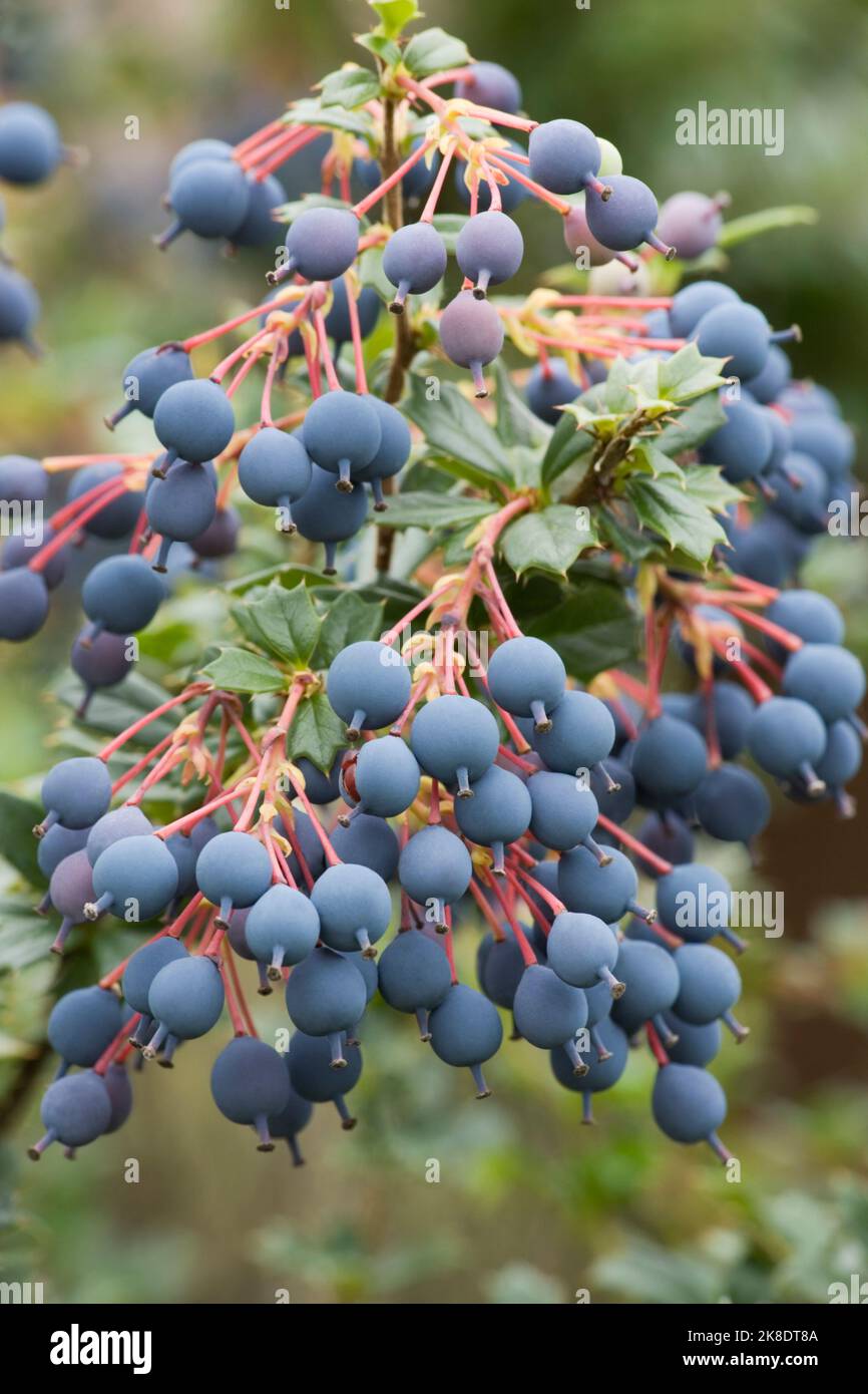 Blue barberry hi-res stock photography and images - Alamy