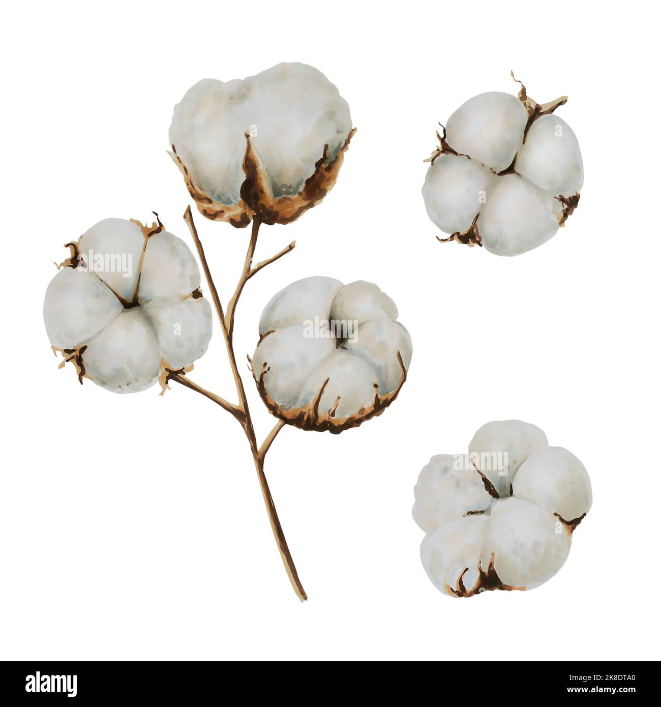 Watercolor cotton branch isolated Stock Photo - Alamy