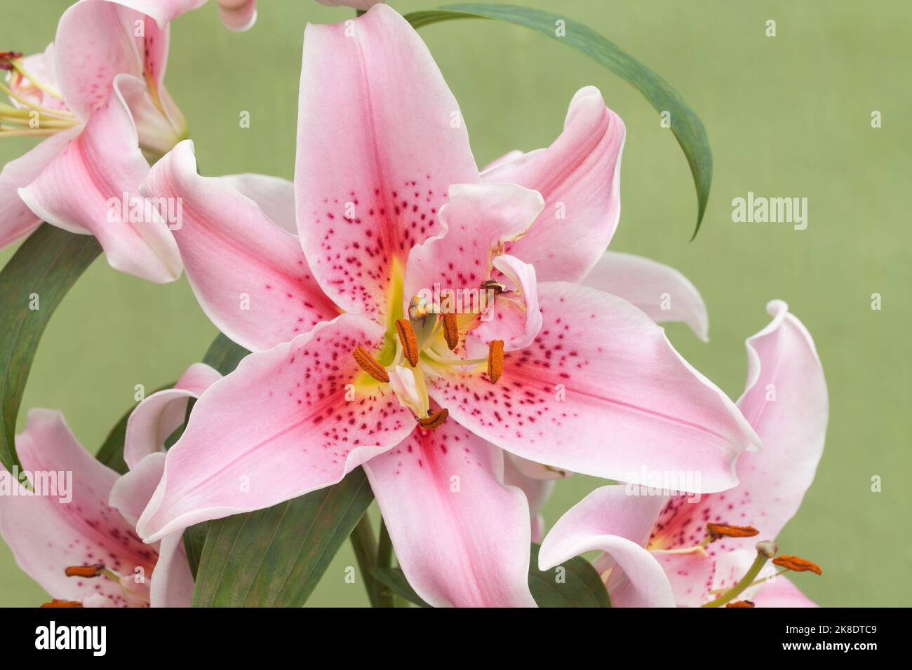 Lily flower beds hi-res stock photography and images - Alamy