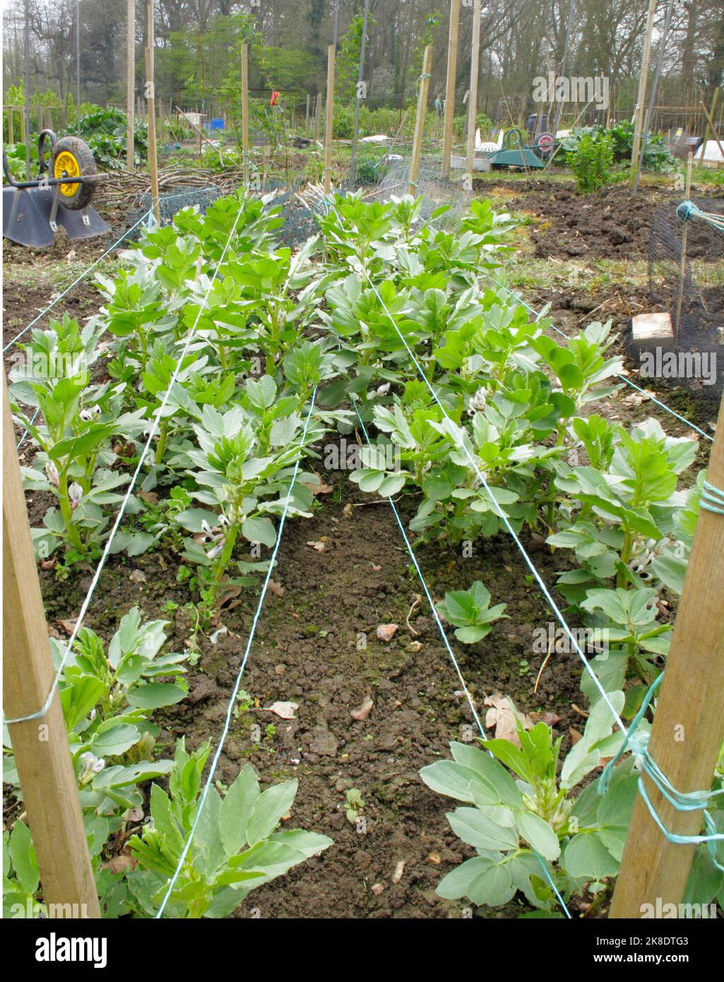 rows of young broad bean plants on an allotment in Burgess hill west ...