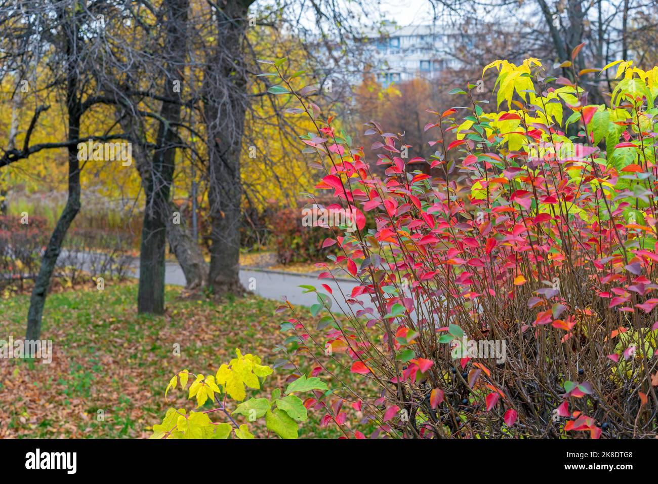 Purple-red leaves of Thunberg's barberry or Japanese barberry in autumn ...