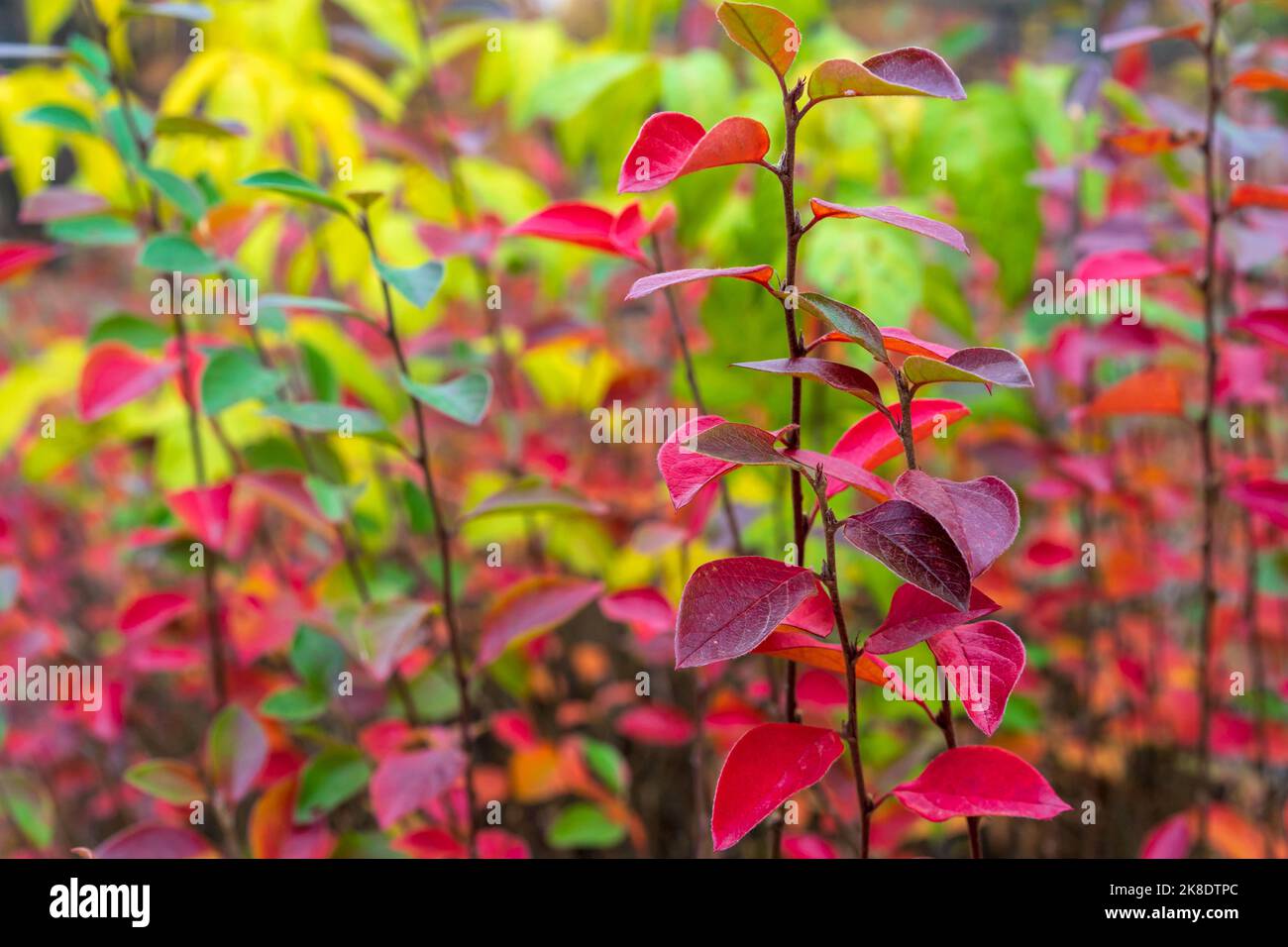 Purple-red leaves of Thunberg's barberry or Japanese barberry in autumn ...