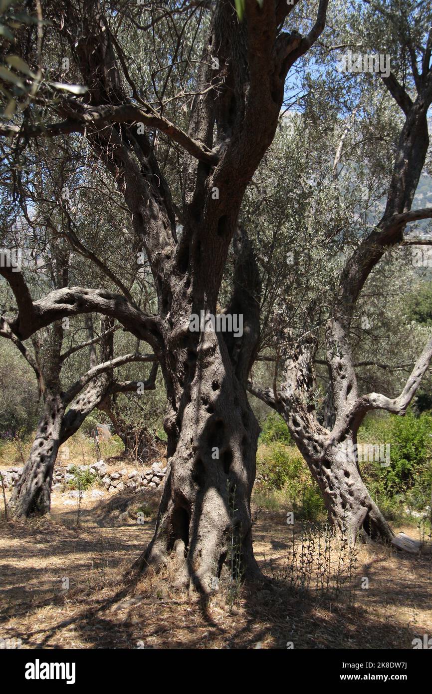 Olive tree garden in Montenegro state Stock Photo - Alamy