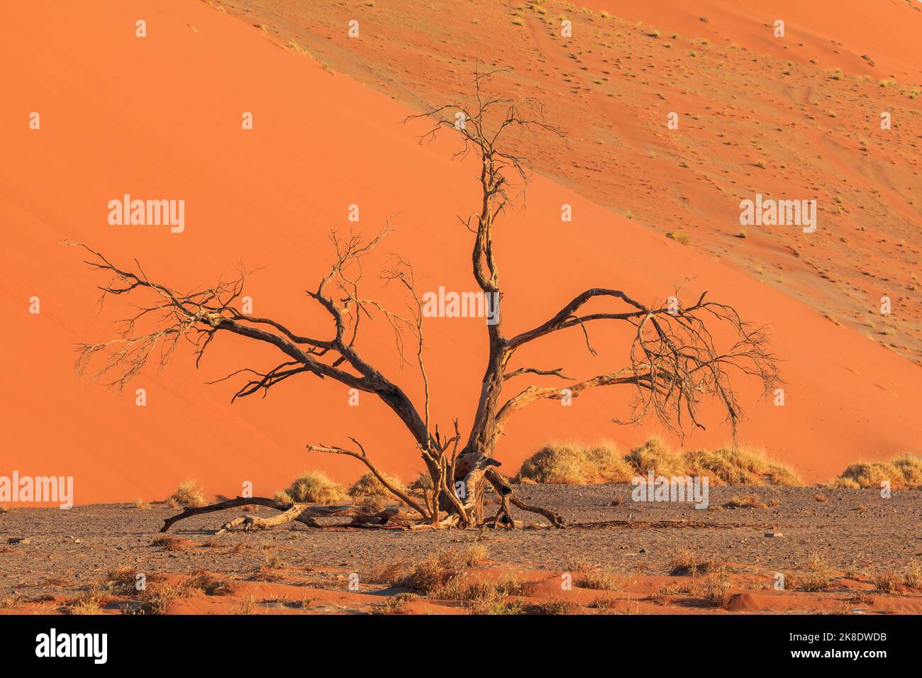 The famous dune 45. The southern part of the Namib Desert in the Namib ...