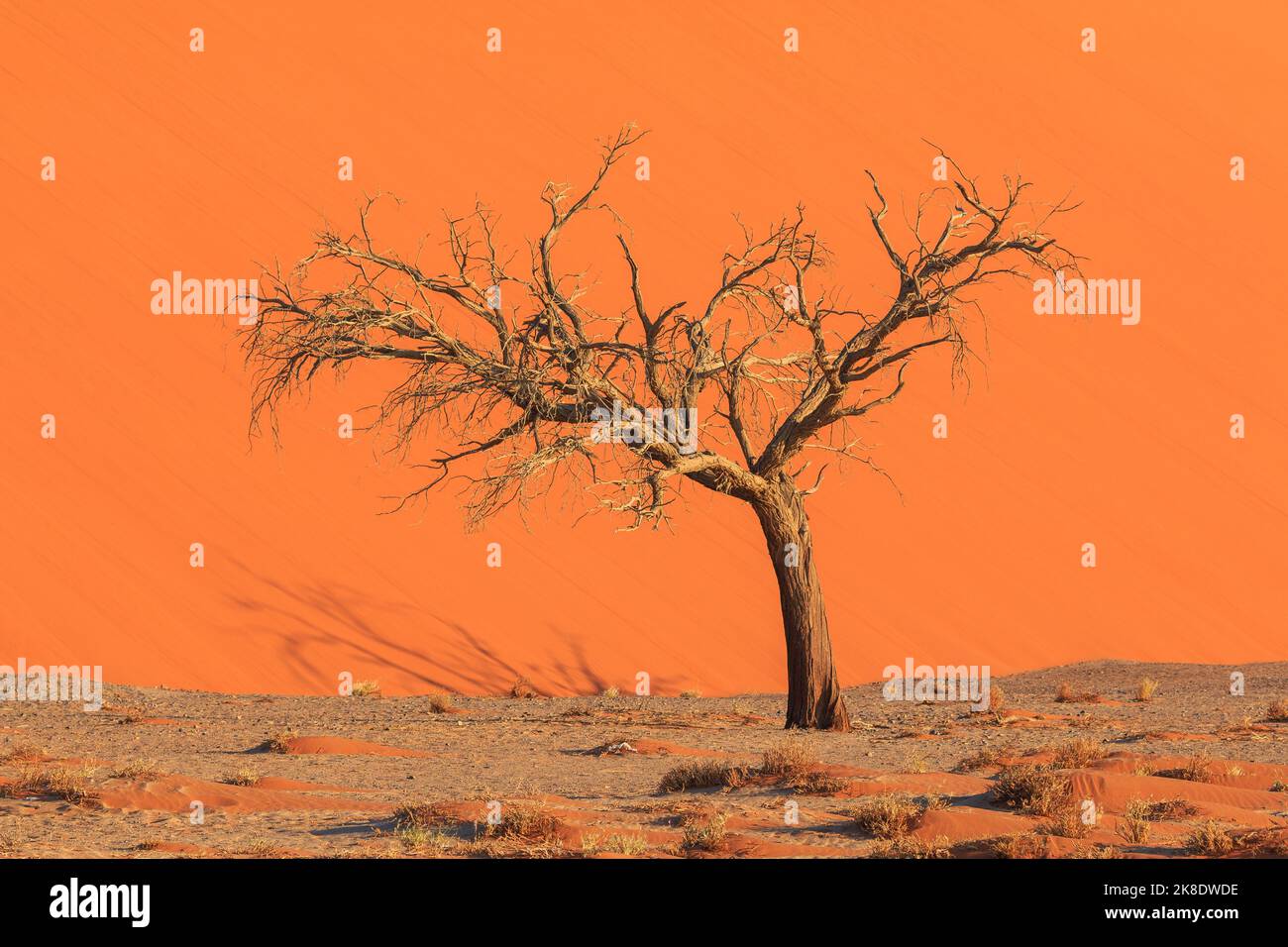 The famous dune 45. The southern part of the Namib Desert in the Namib ...