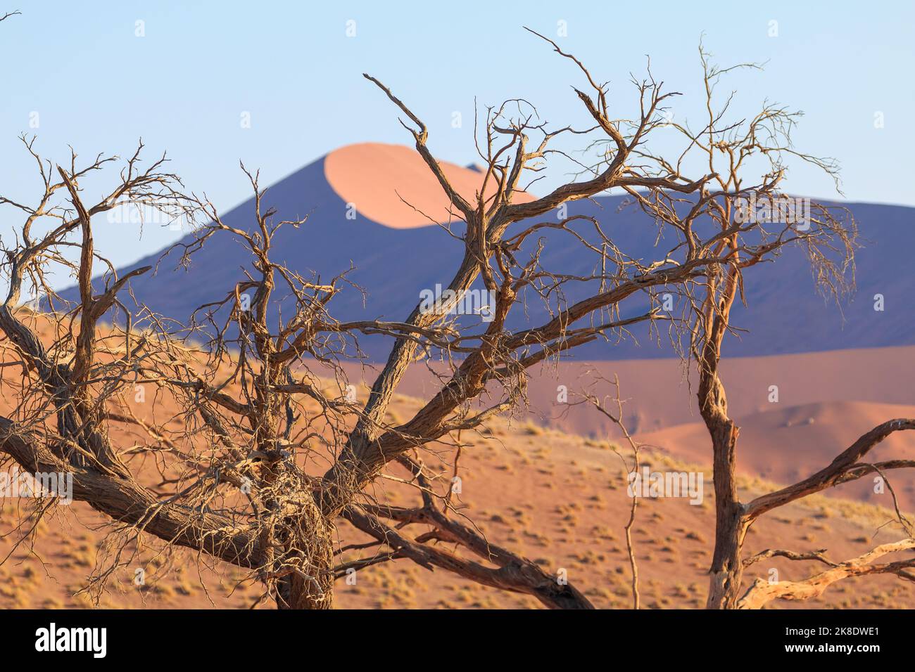 The famous dune 45. The southern part of the Namib Desert in the Namib ...