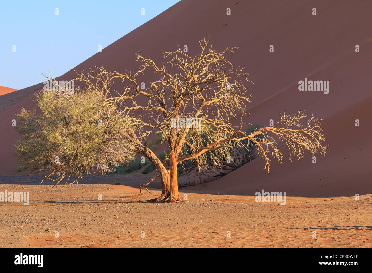The famous dune 45. The southern part of the Namib Desert in the Namib ...