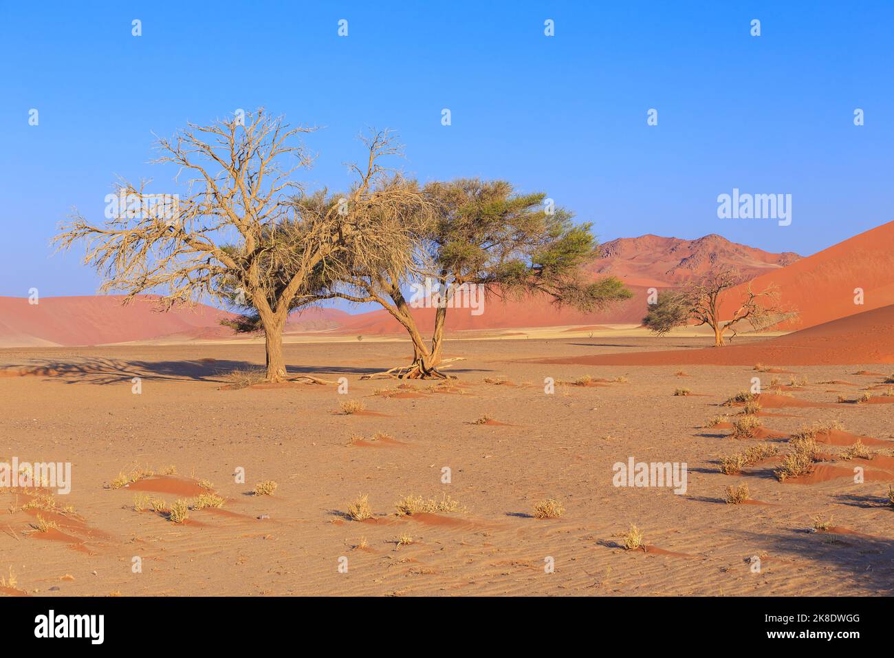 The famous dune 45. The southern part of the Namib Desert in the Namib ...