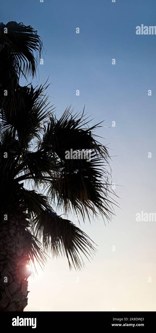 Upright panorama silhouette of Palm tree against blue sky with sun ...
