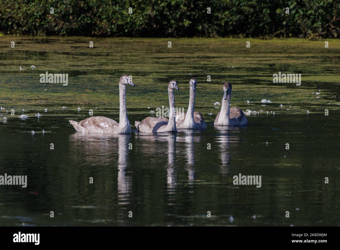 Group of young swans enjoy the sunshine Stock Photo - Alamy