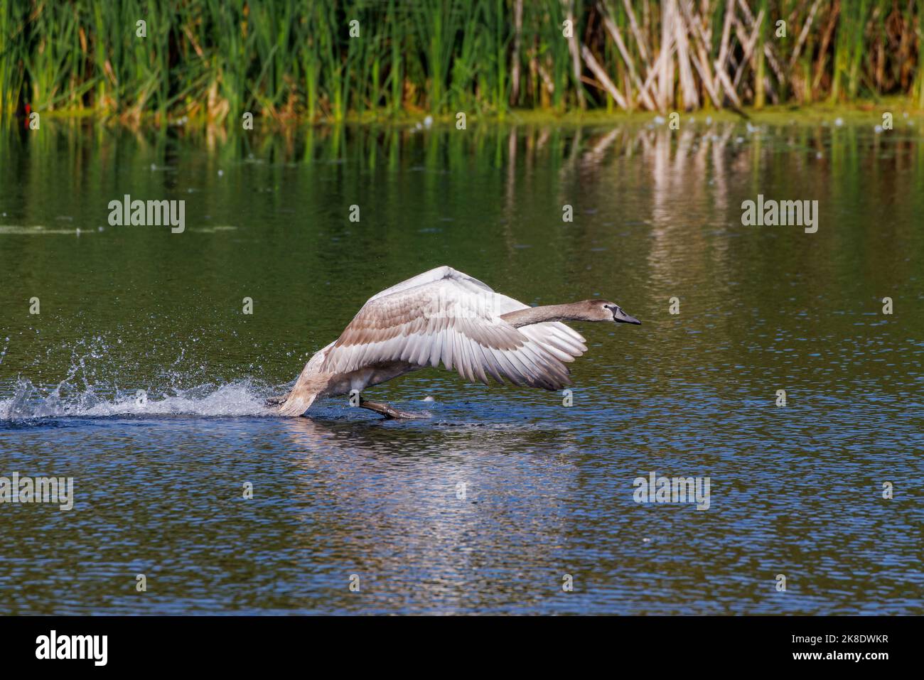 Juvenile swan landing on water Stock Photo - Alamy