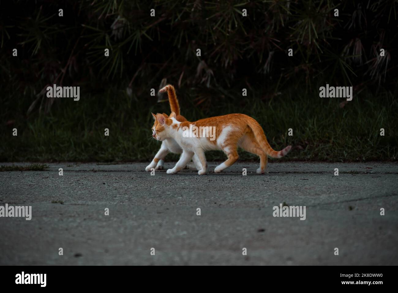 Small Greek Homeless White Red Kittens Looking In One Direction ...