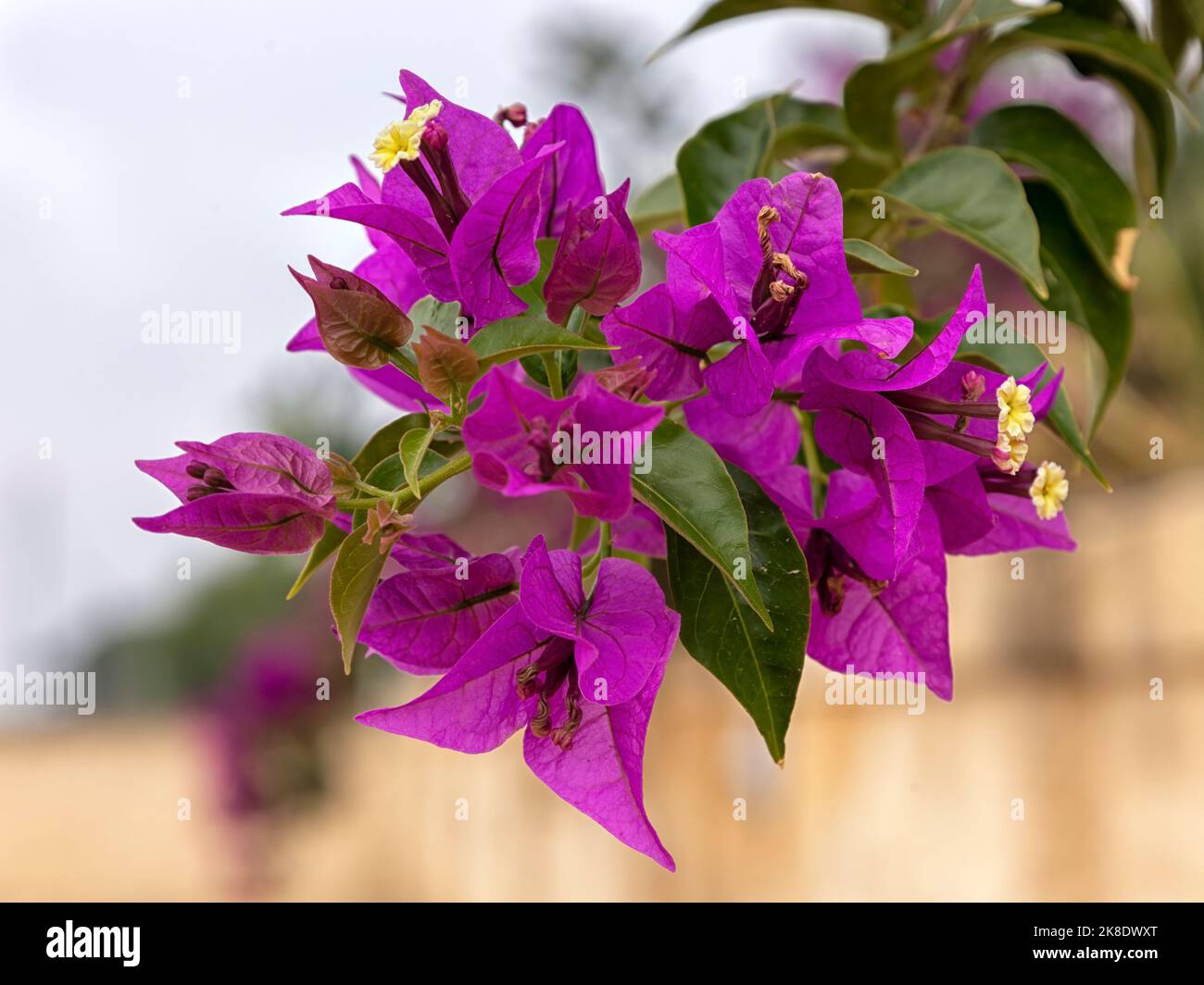 Closeup of purple flowers of bougainvillea climber in Italy in summer ...