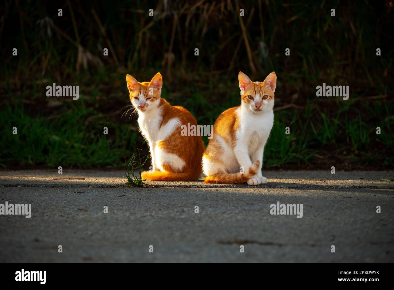 Small Greek Homeless White Red Kittens Sit Back To Back And Looking In ...