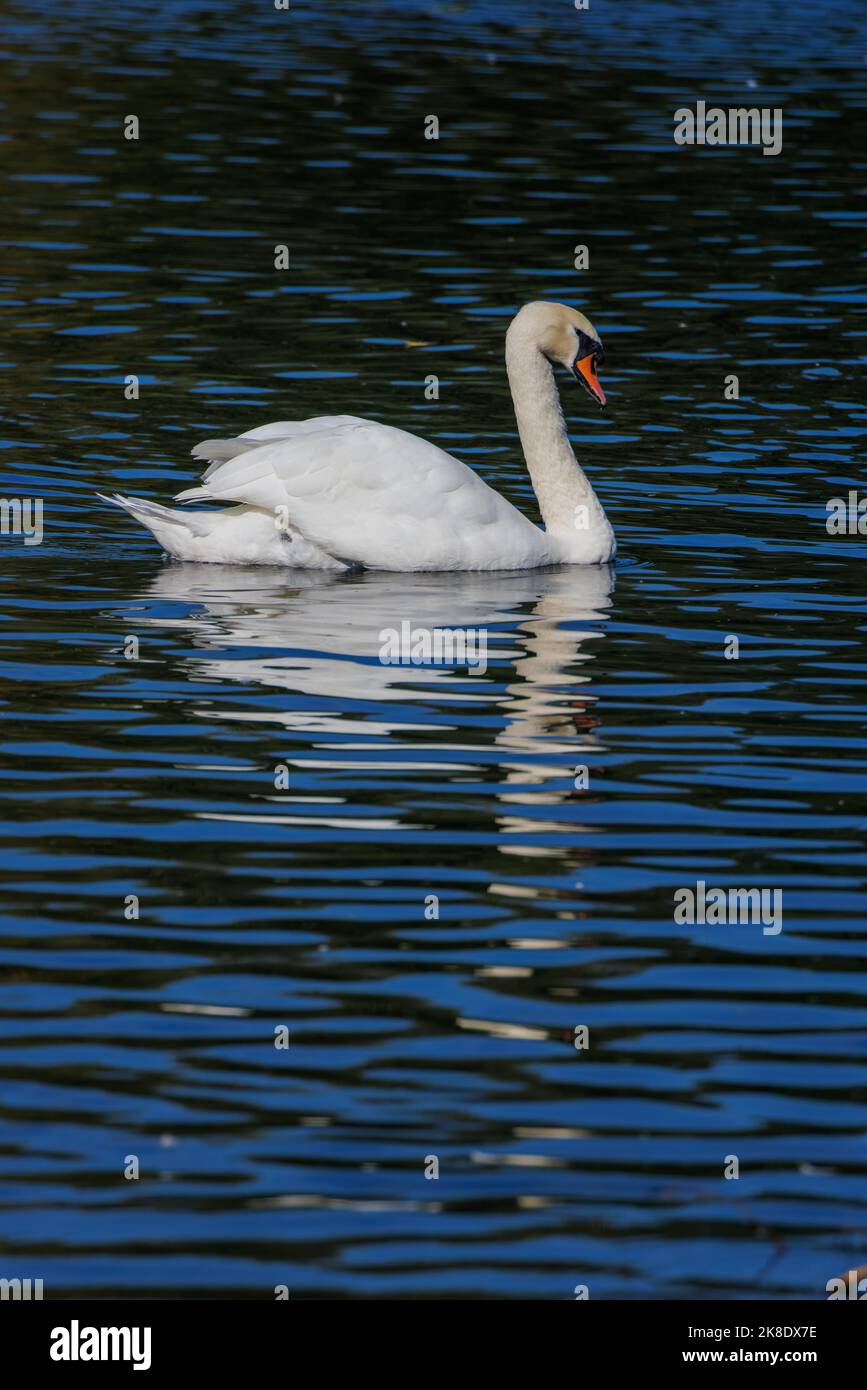 Majestic swan with reflection Stock Photo - Alamy
