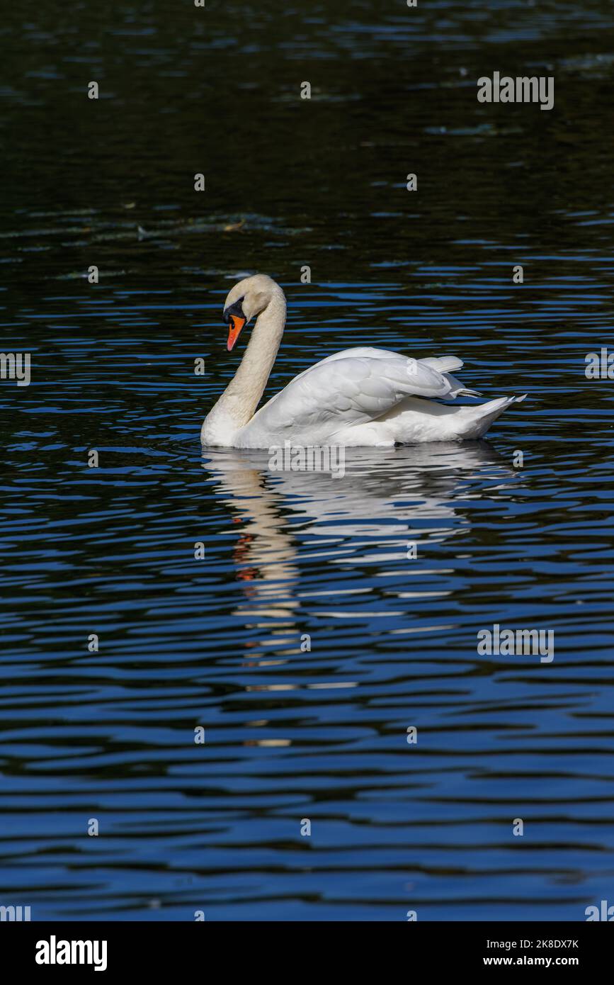 Majestic swan with reflection Stock Photo - Alamy